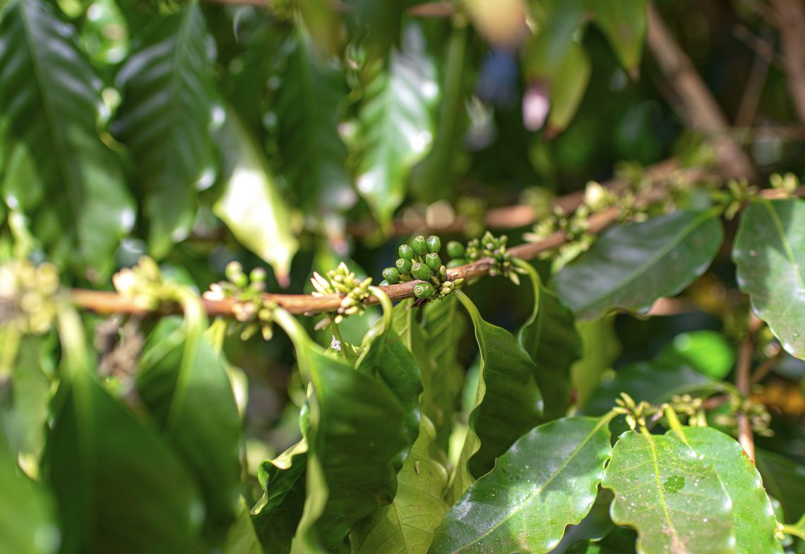 Touring The Green World Coffee Farm on Oahu - The Golden Hour Adventurer