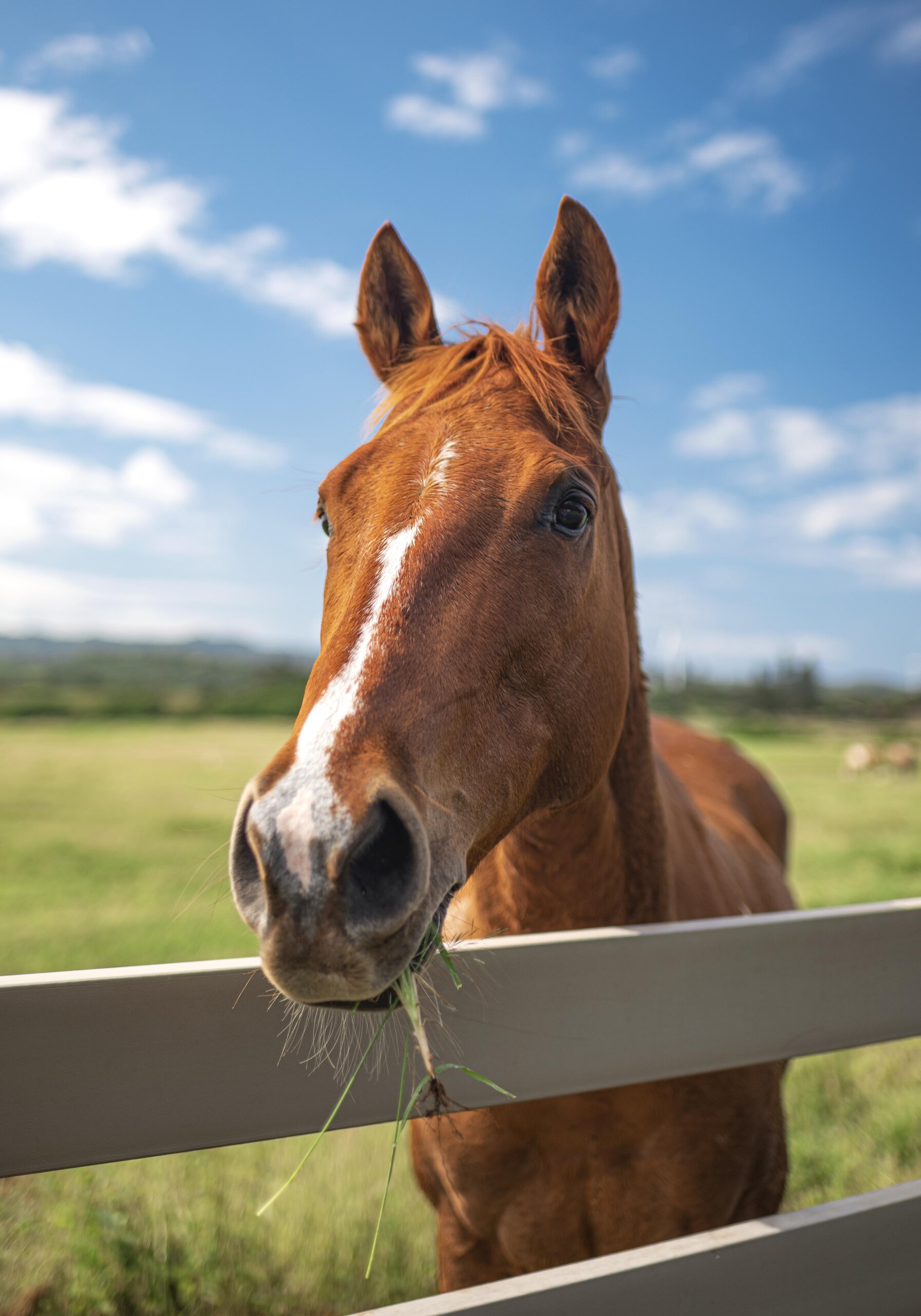 The Most Incredible Horseback Riding Tours in Oahu - The Golden Hour ...